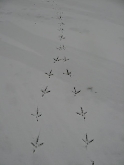 Footprints Captured in Clay | Dave Etzold's Blog